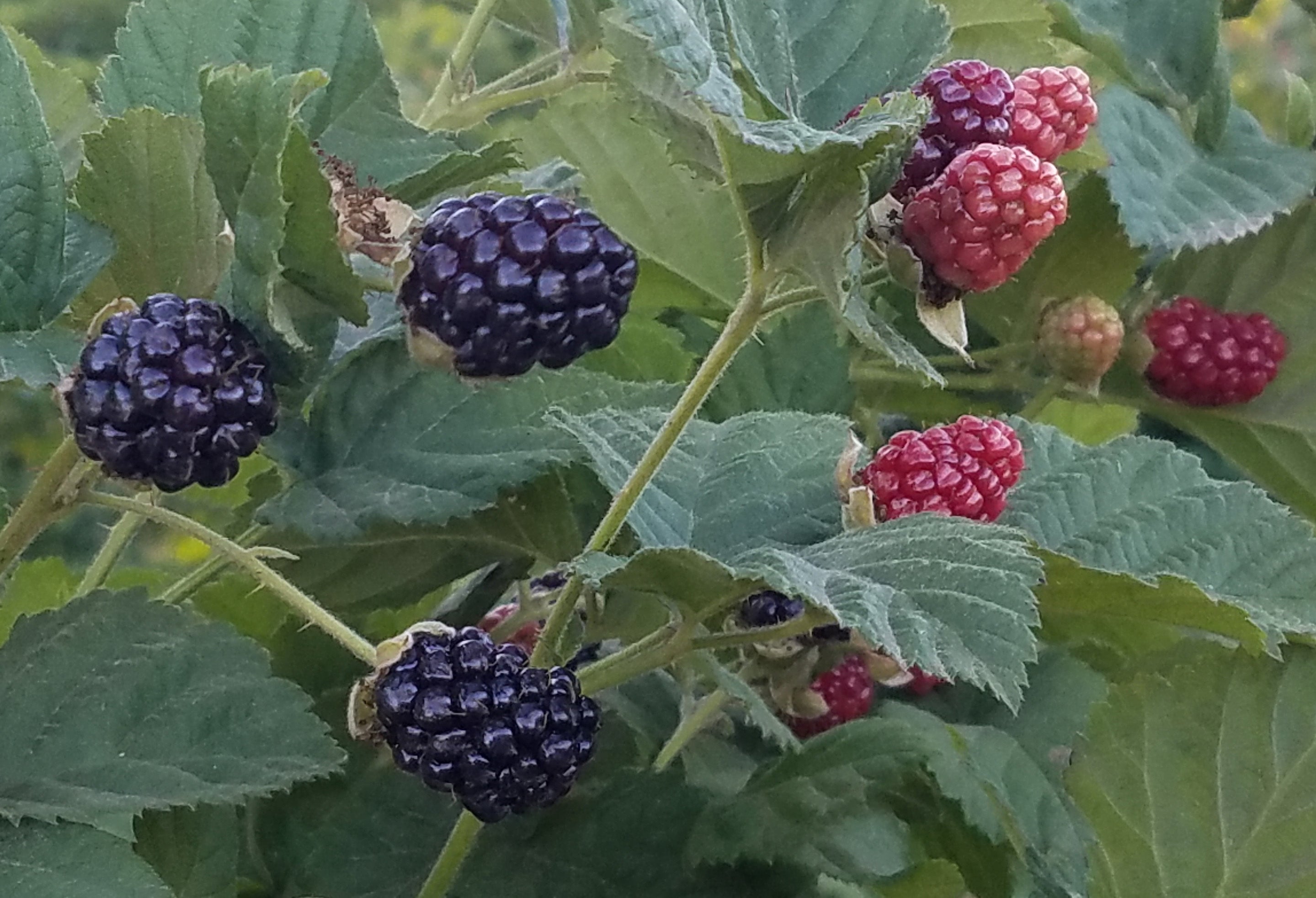 Olallieberry Plant